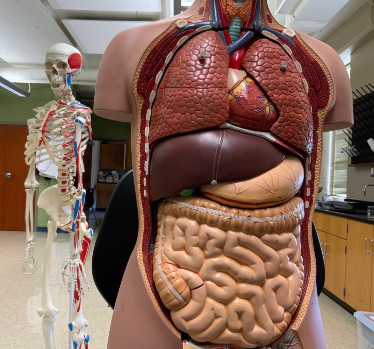 Siebert Science – teaching | videos | writing