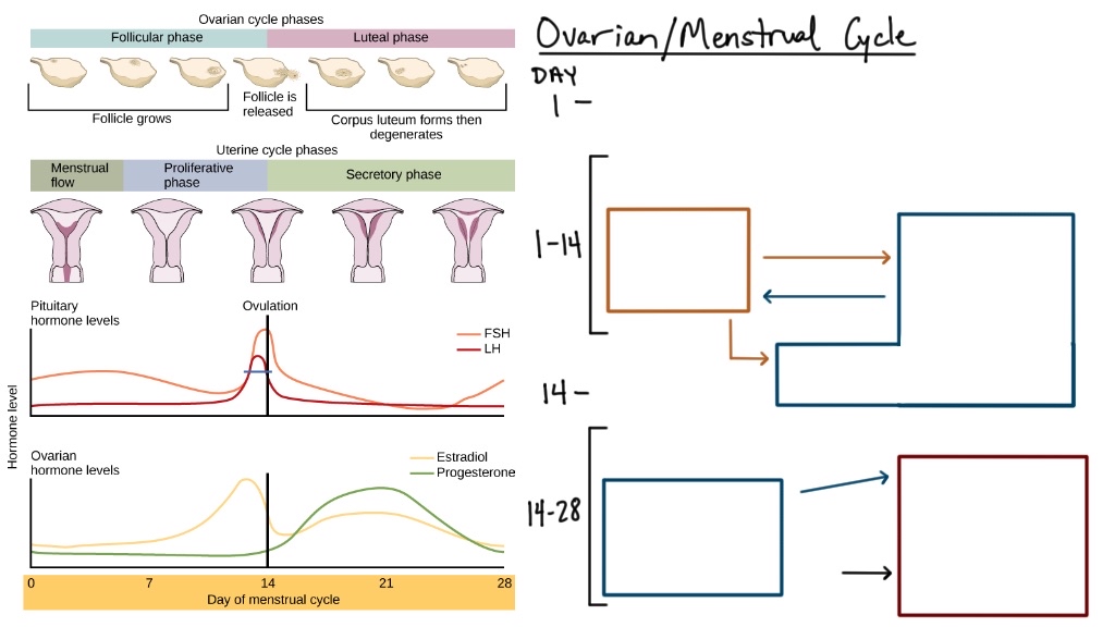 Reproductive System – Videos and Resources – Siebert Science