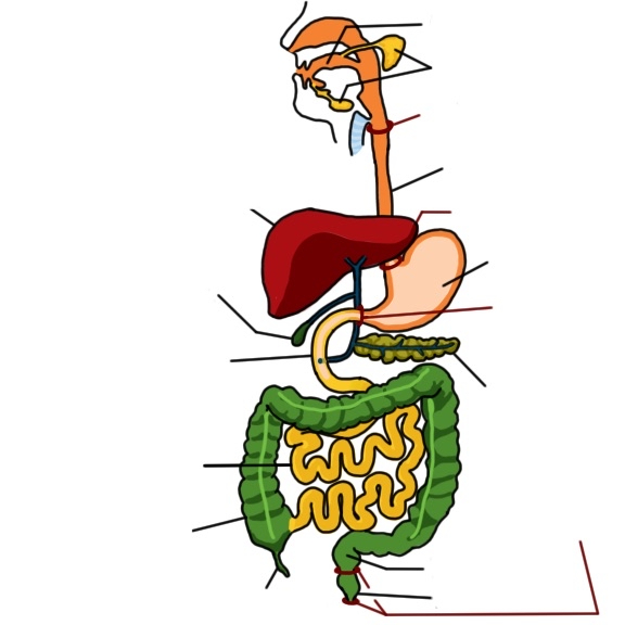 Digestive System – Videos and Resources – Siebert Science