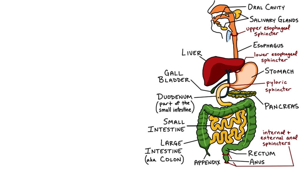 Digestive System – Videos and Resources – Siebert Science