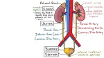 Urinary System – Videos and Resources – Siebert Science