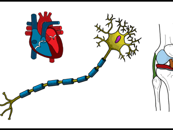 Siebert Science – teaching | videos | writing