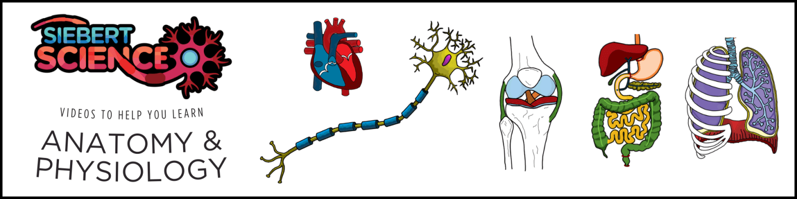 All Posts – Siebert Science