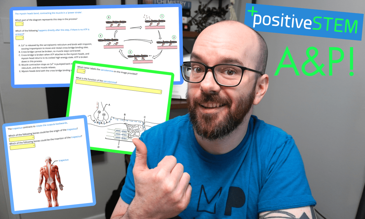 New Anatomy & Physiology Resource: Positive A&P Muscular System Review ...