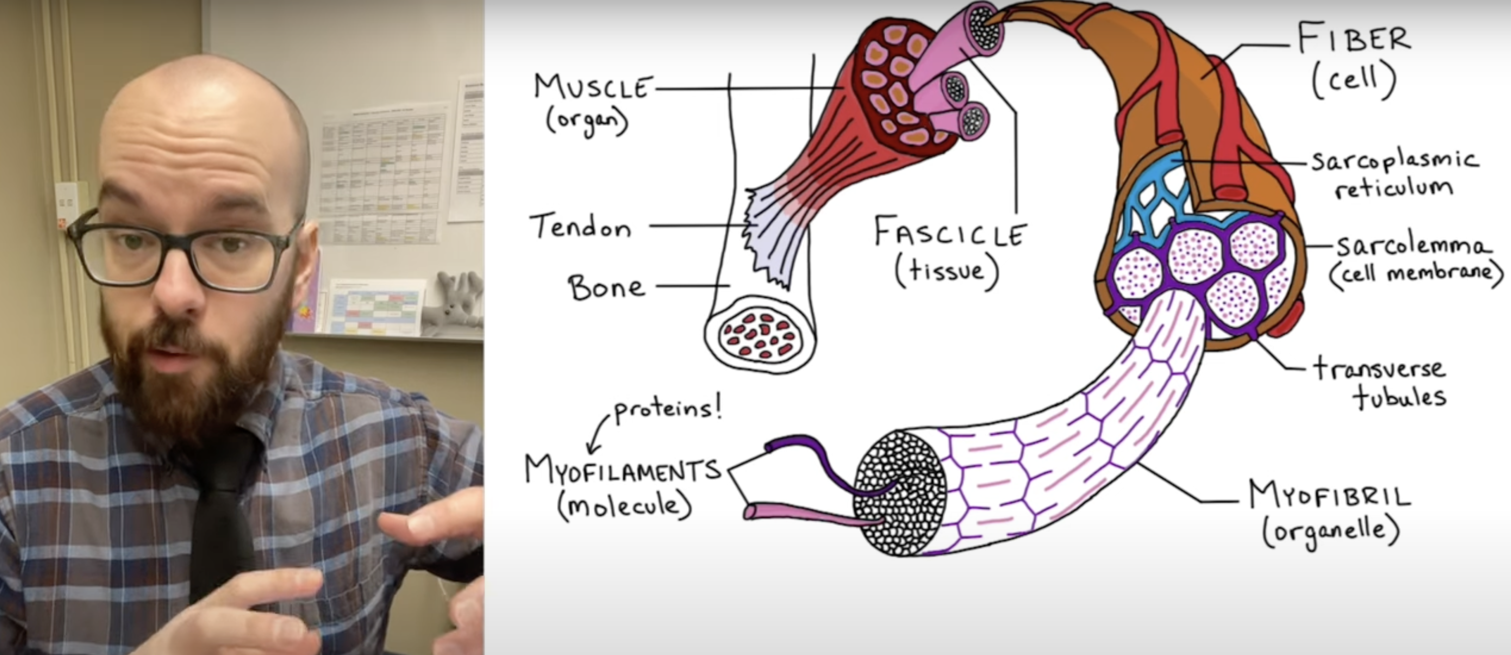 New Anatomy & Physiology Resource: Positive A&P Muscular System Review ...